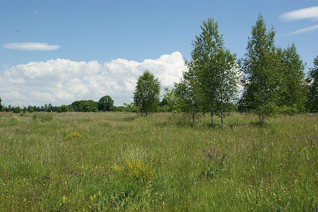 Blühende Wiesen in München II | Programm | Flower Power Festival ...